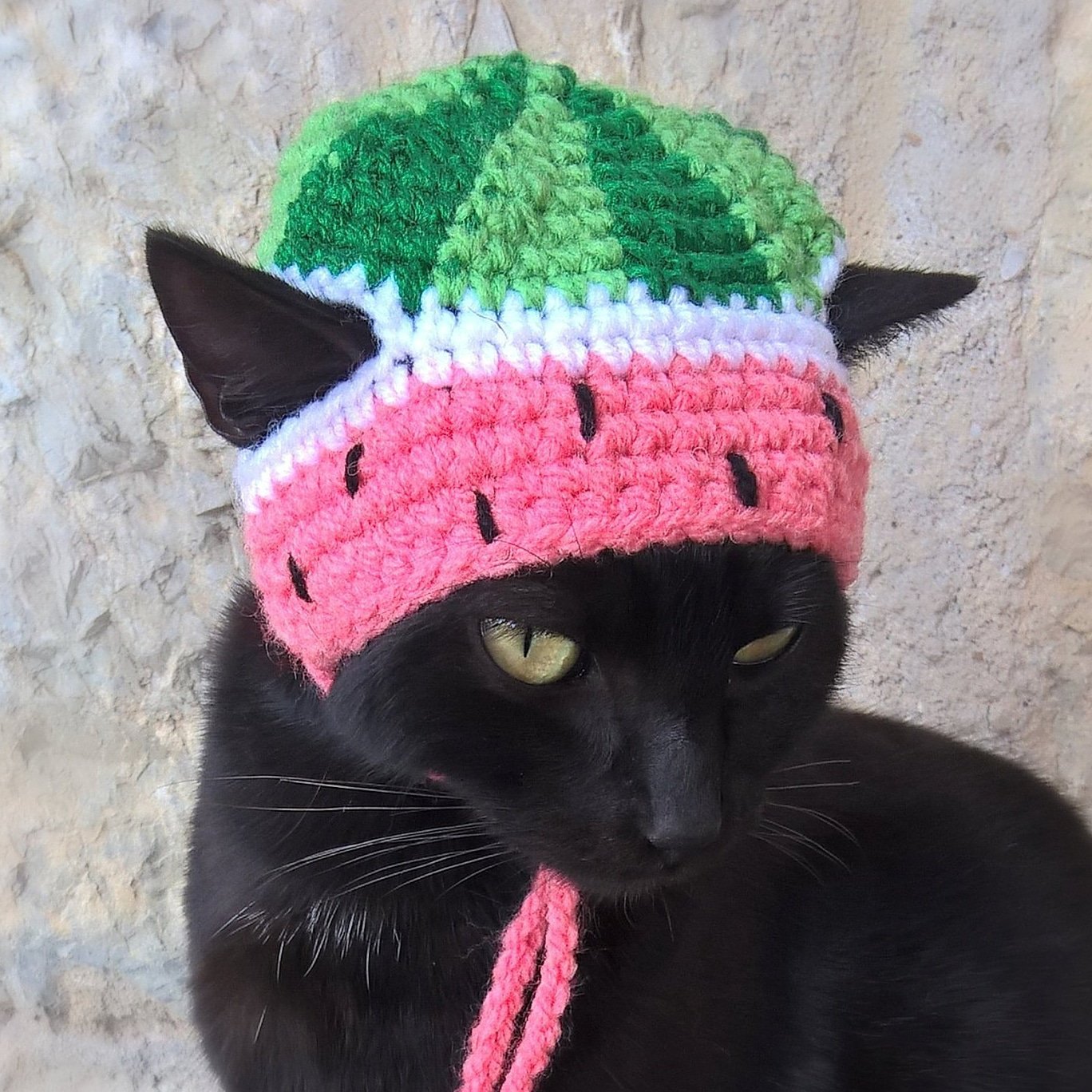 Watermelon Hat Cat