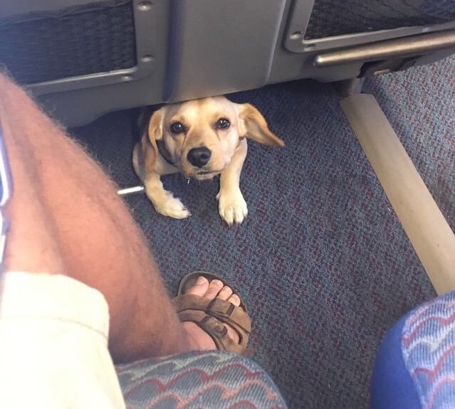 Welcome Aboard Dog