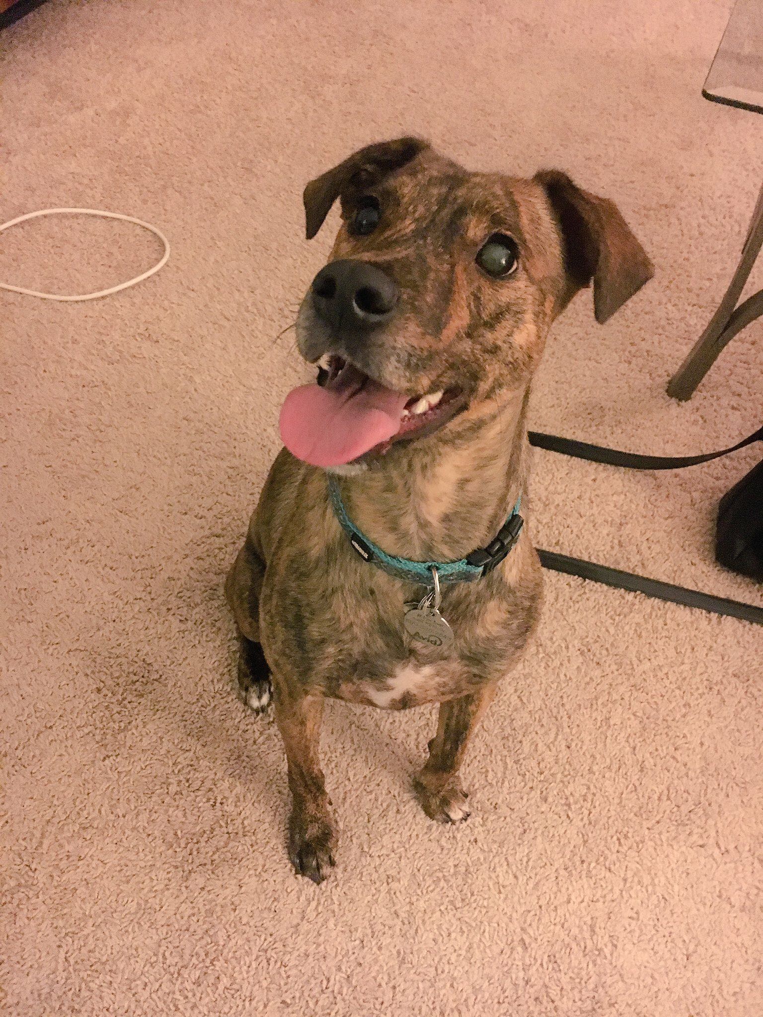 Boxer Whippet Mix