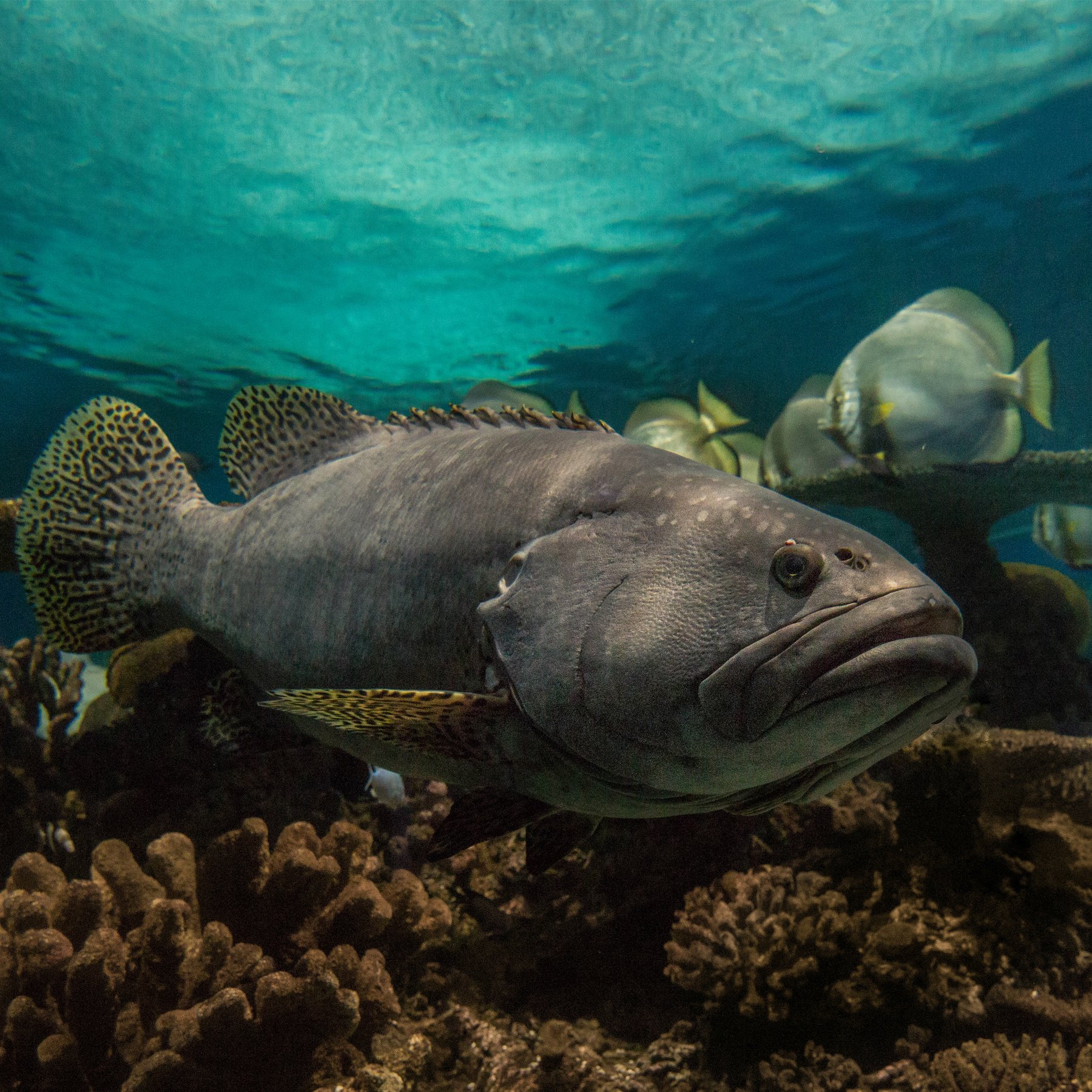 National Aquarium Queensland Grouper Reasons To Visit Adventure
