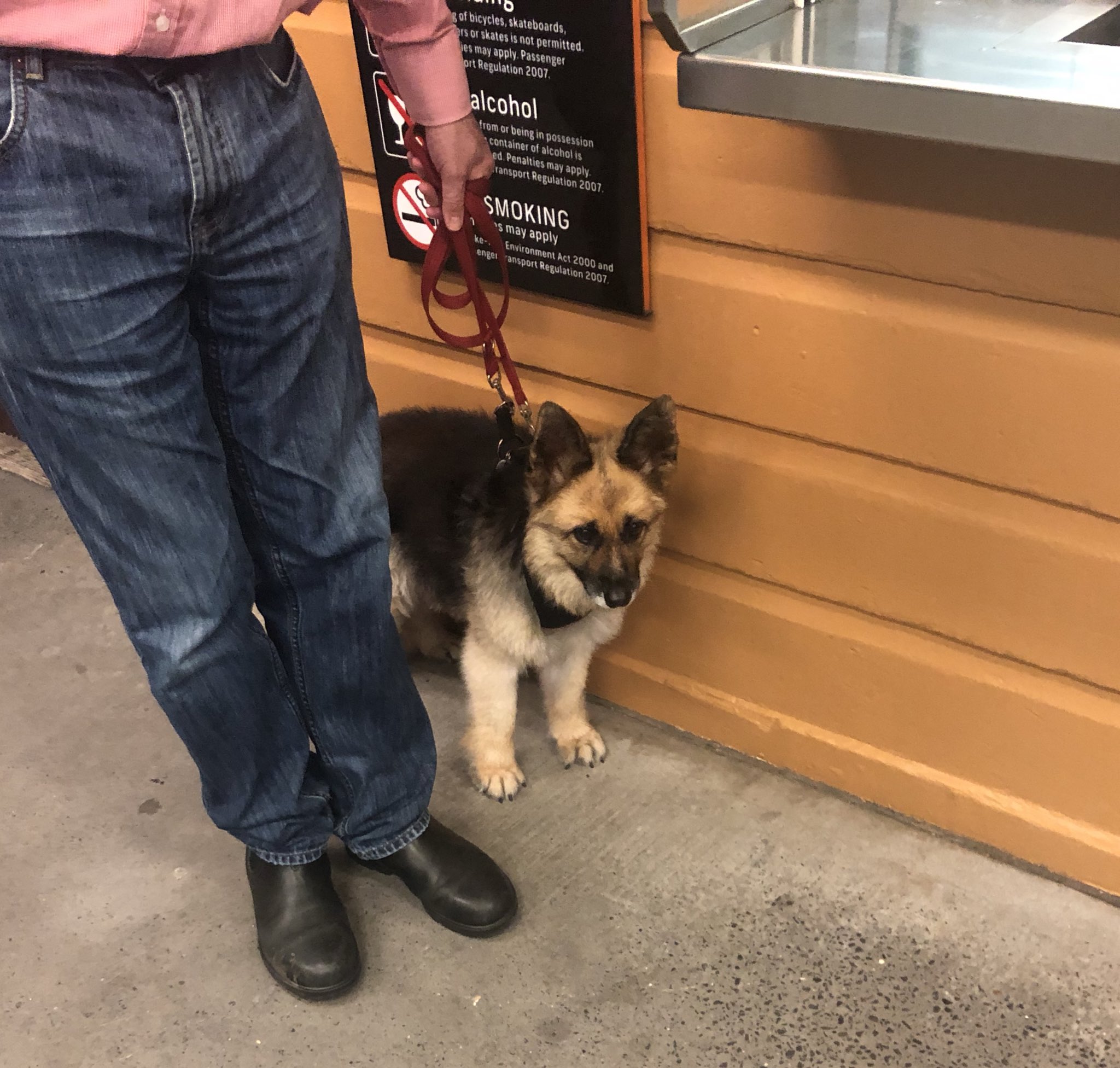 Dwarf German Shepherd