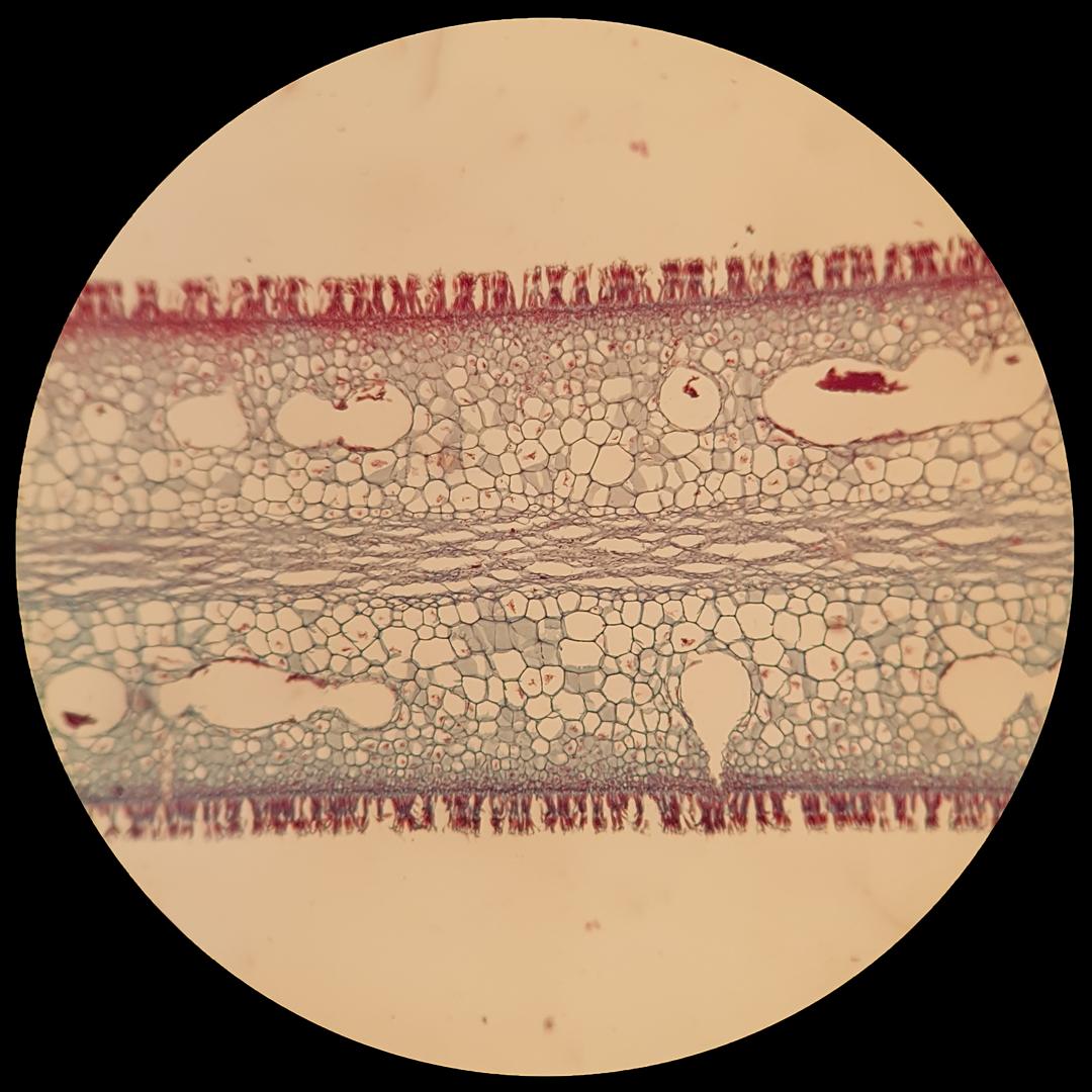Laminaria Microscope