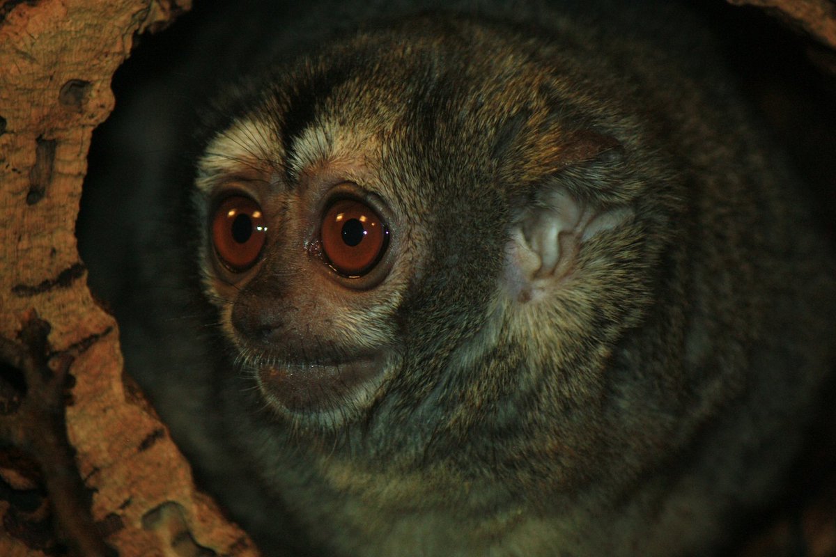 That feeling when the Sunday scaries sink in... There are ~10 species of owl monkeys, also known ...