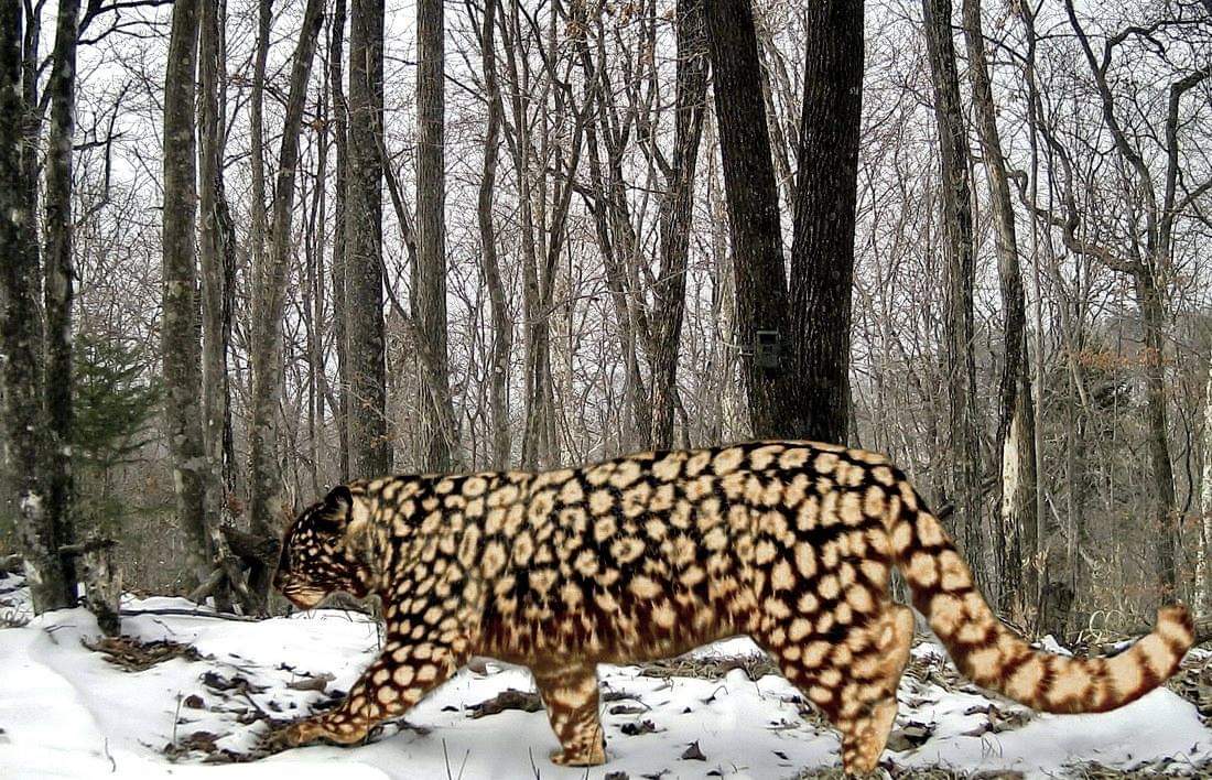 Melanistic Snow Leopard