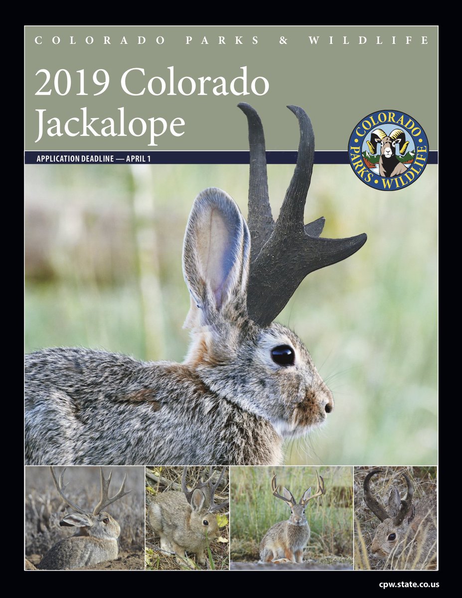 The ever elusive Colorado kangaroo. : r/Colorado