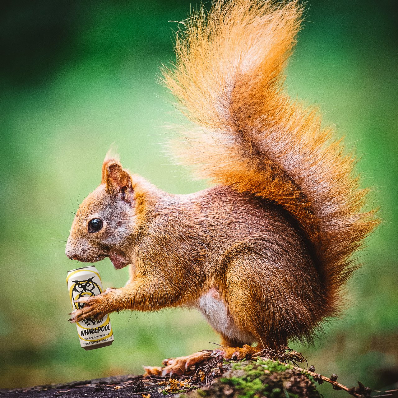Squirrel Drinking Beer