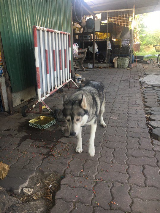 JS100 on Twitter: "พบสุนัขไซบีเรียน ฮัสกี้ เพศผู้ สวมปลอกคอสีฟ้า พลัดหลงอยู่หน้าหมู่บ้านนวธานี ...