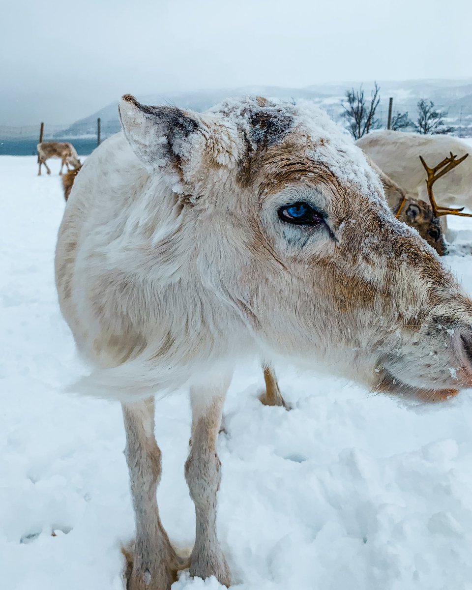 Arctic Reindeer Eyes