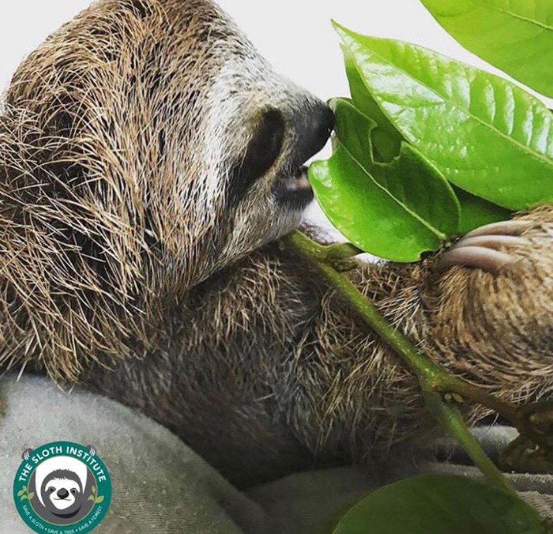 Sloths Eating Leaves