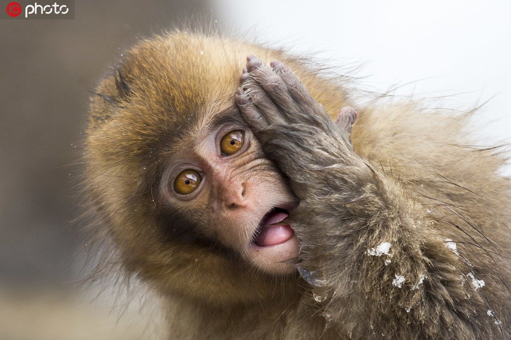 Funny Animal Reaction Pictures