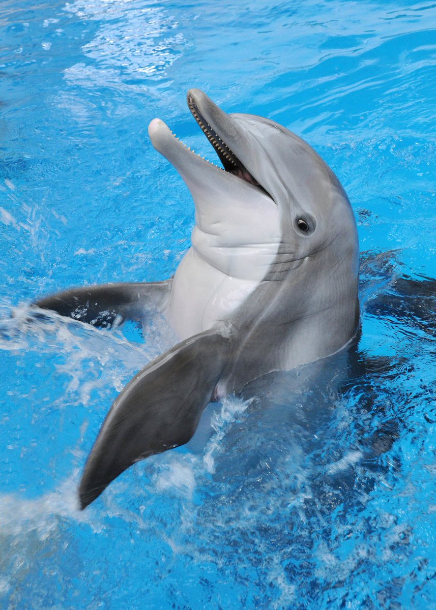 Cute Baby Dolphin Jumping