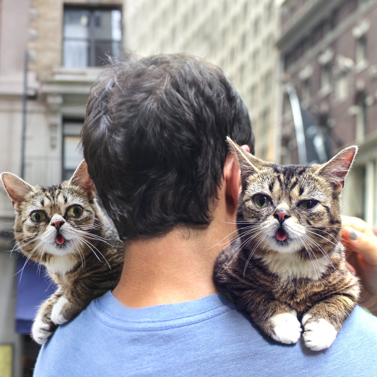301 best Lil Bub images on Pholder | Aww, IAMLILBUB and Pics