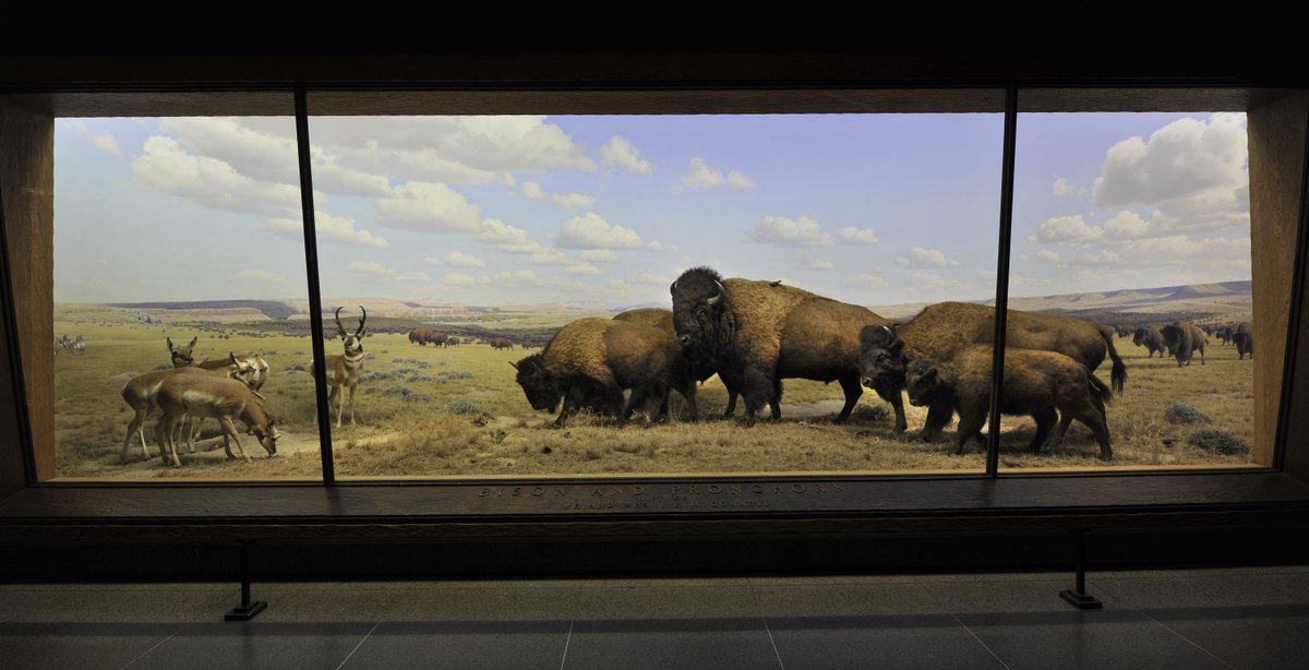 Night At The Museum Bison