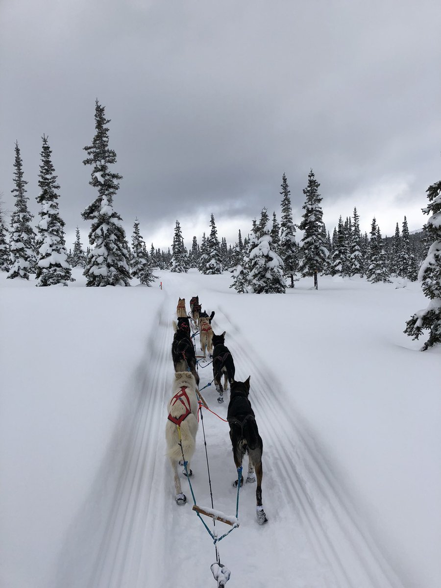 Thread by @BlairBraverman: "Now that the Iditarod is over, it’s really ...