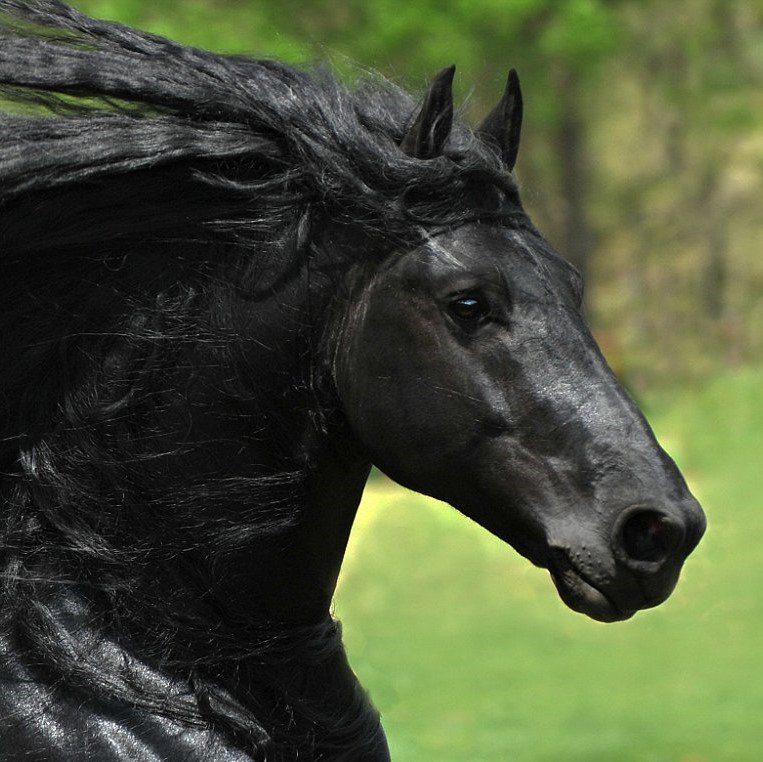 Flagfrog on Twitter: "พบกับ "เฟรดเดอริก" อาชาที่ถูกขนานนามว่าเป็น "ม้าที่หล่อที่สุดในโลก" ด้วย ...