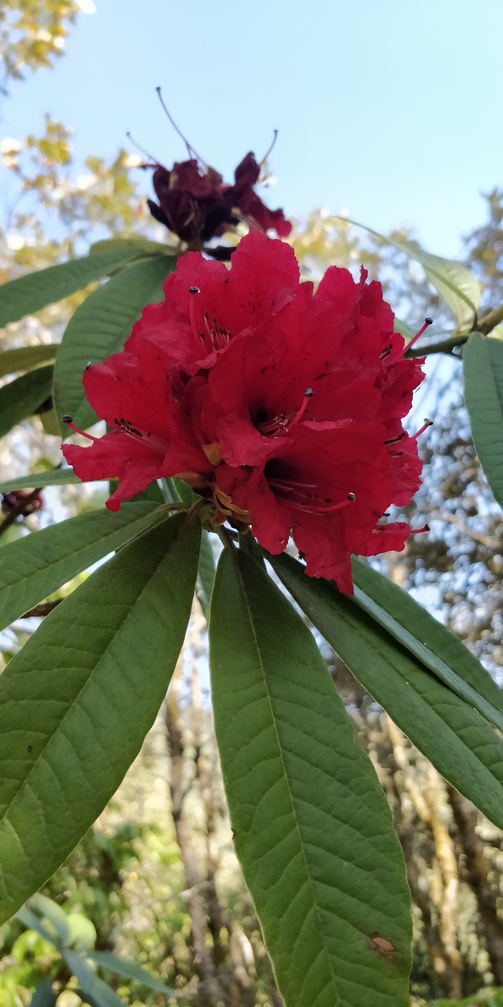 Nepali National Flower
