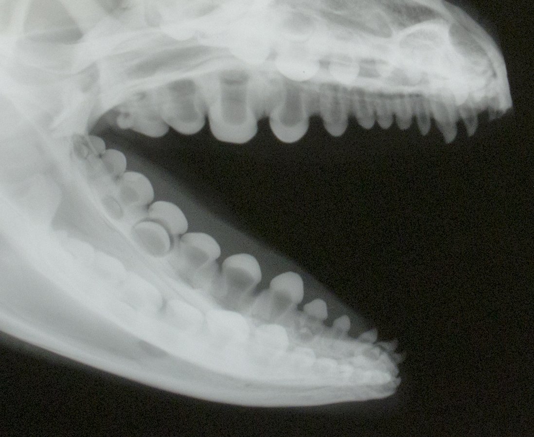 Caiman Lizards Teeth