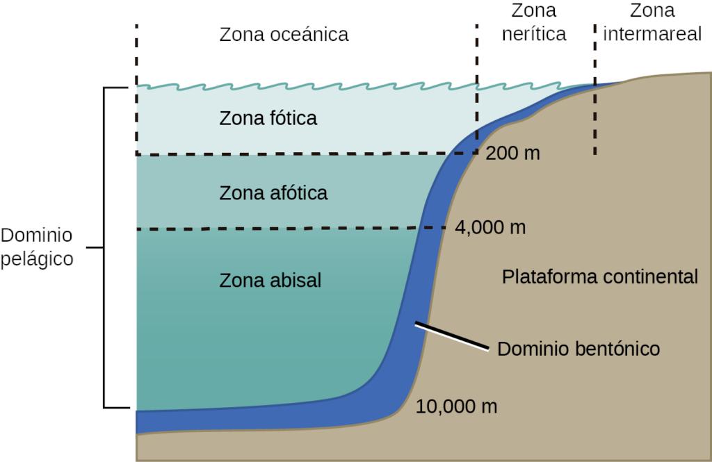 Diagrama De Zona Intermareal