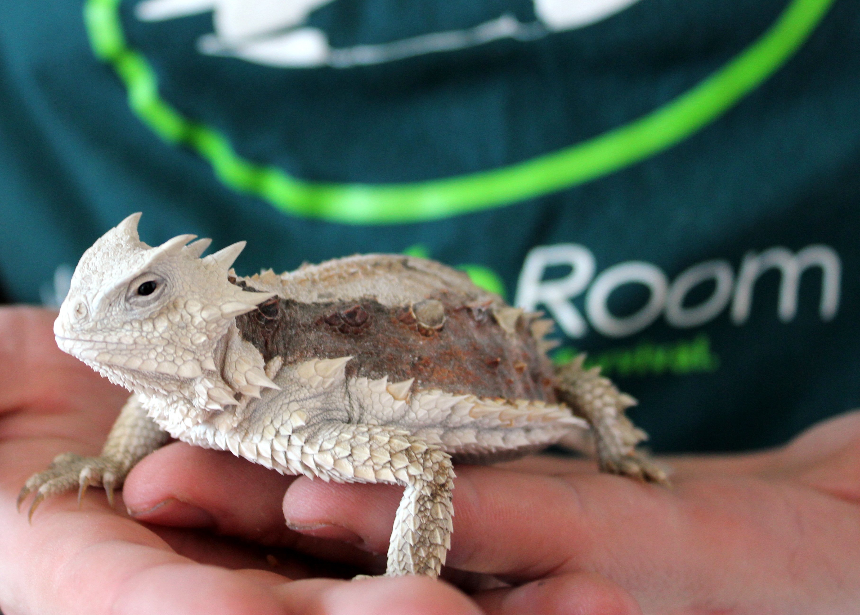 Rare Ball Python Morphs