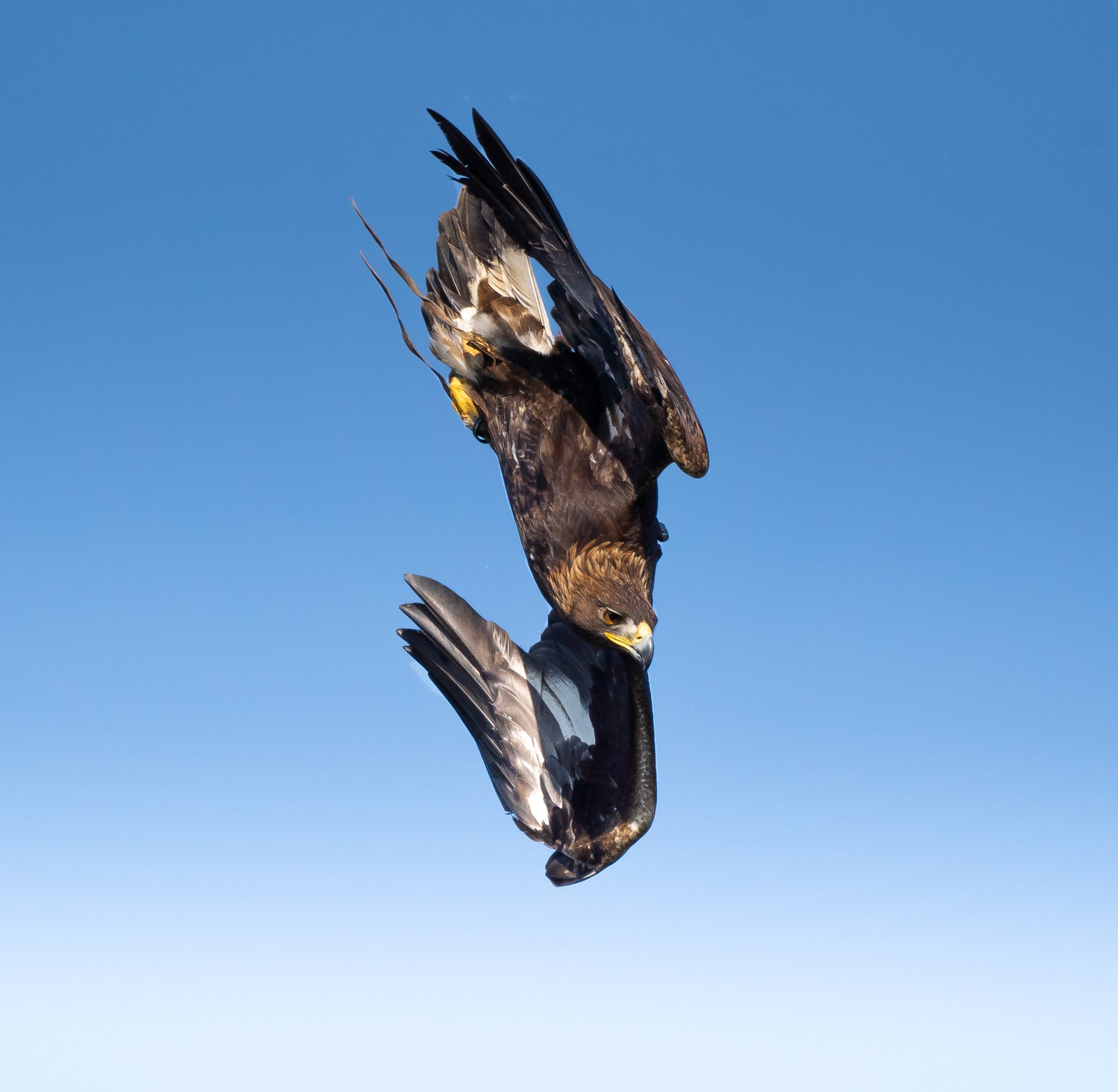 Golden Eagle Diving Eagle Diving PSD, High Quality Free PSD Templates