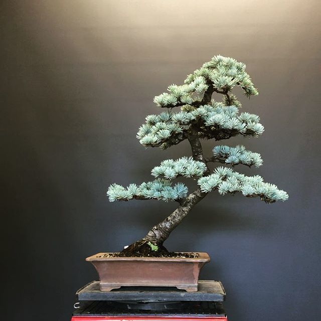 Blue Atlas Cedar Bonsai