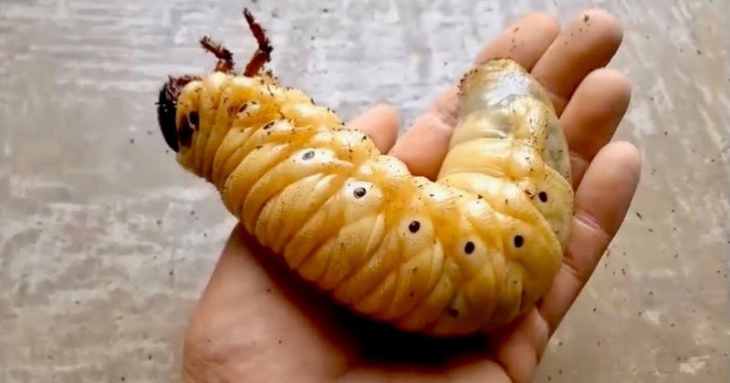 Hercules Beetle Larva