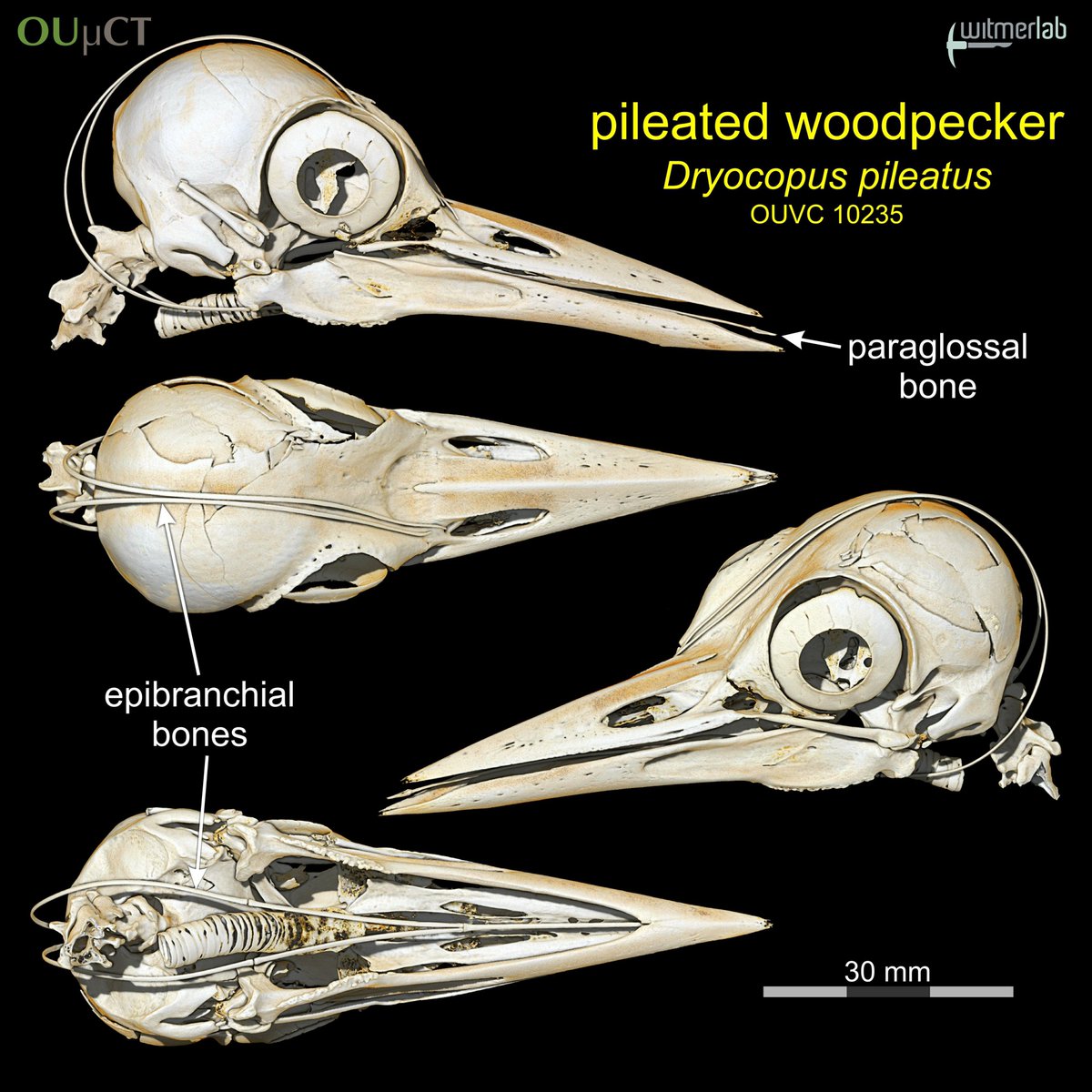 Woodpecker Skull