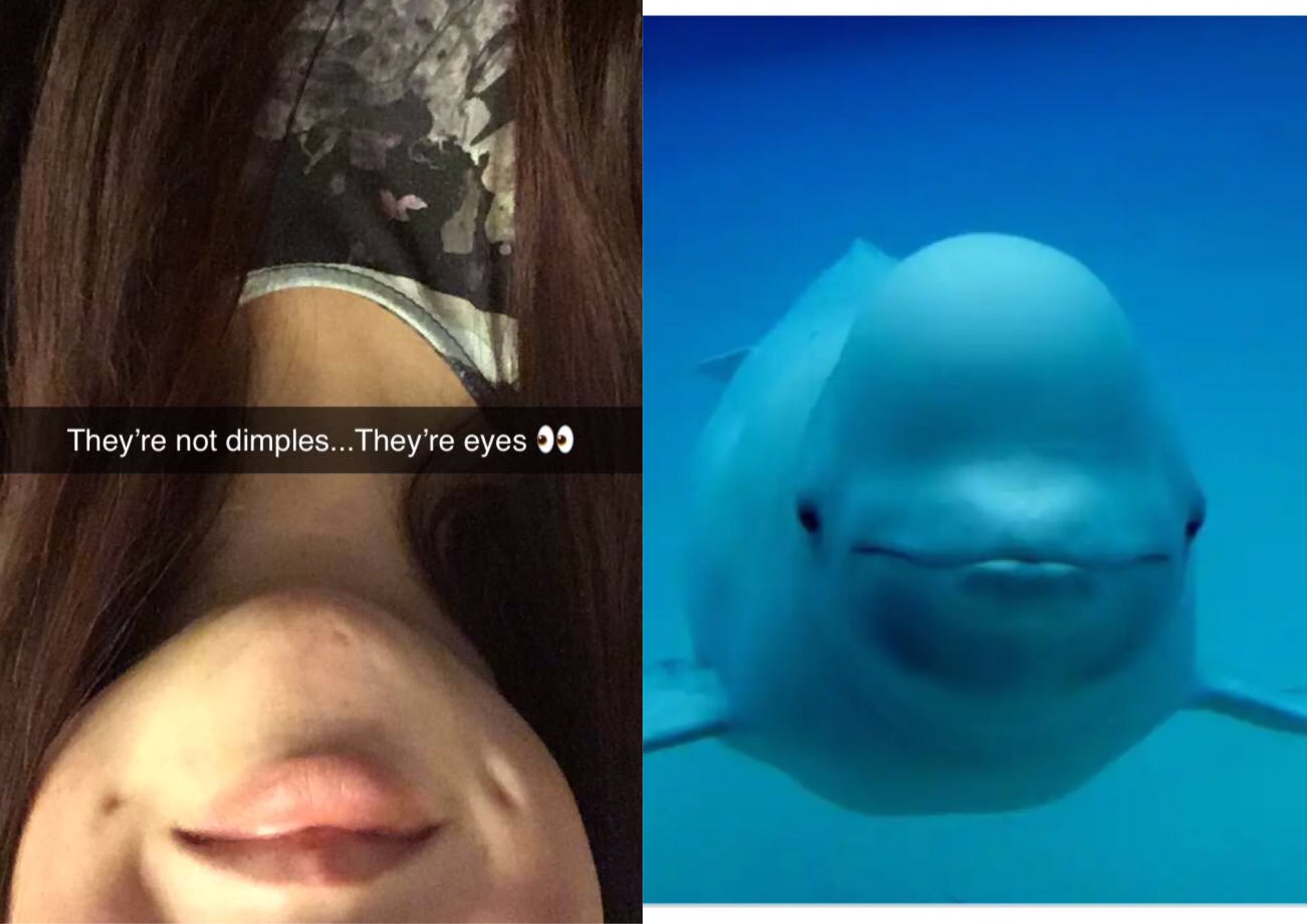 Beluga Whale Smiling