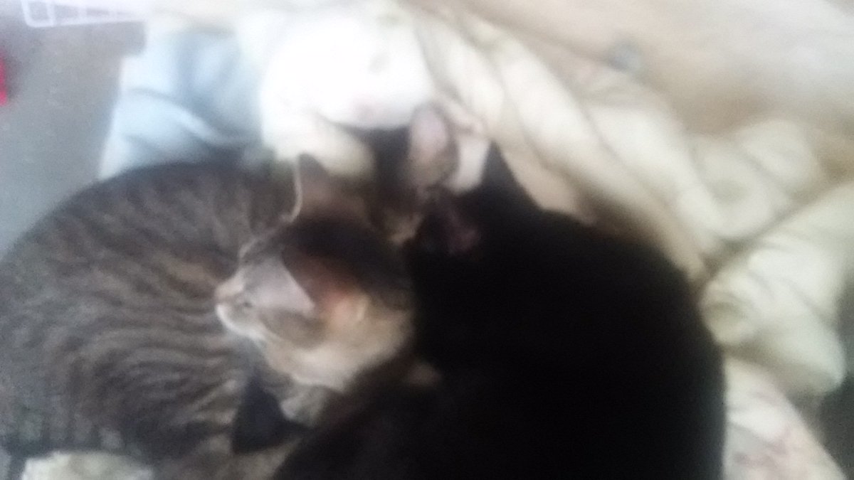 Cows' Tongues in Yakynic (@gakuzo_) | Twitter