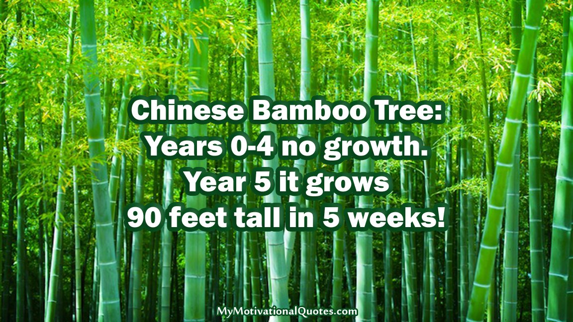 Bamboo 5 Years