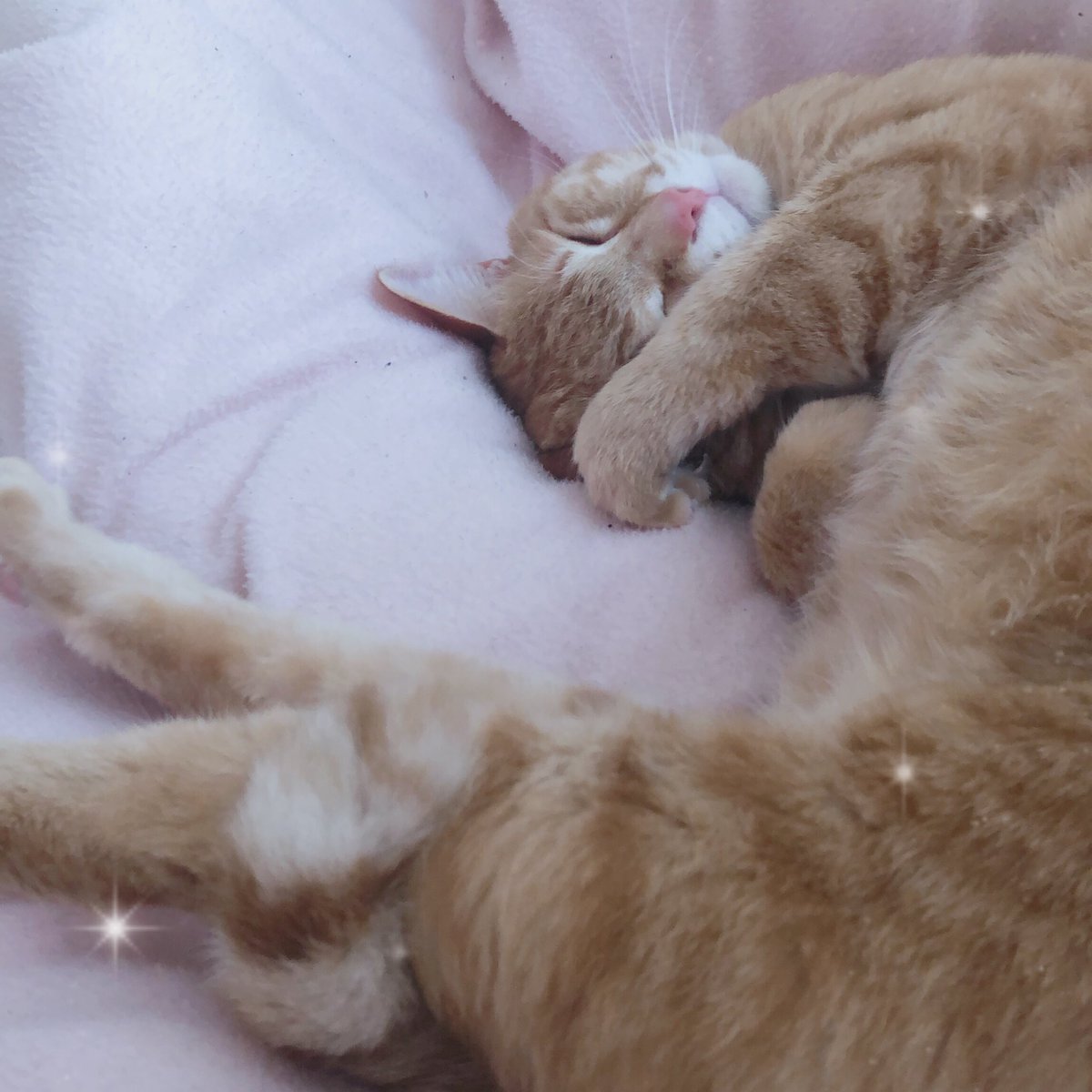 LisaMoco (@moco_lisa) | Twitter