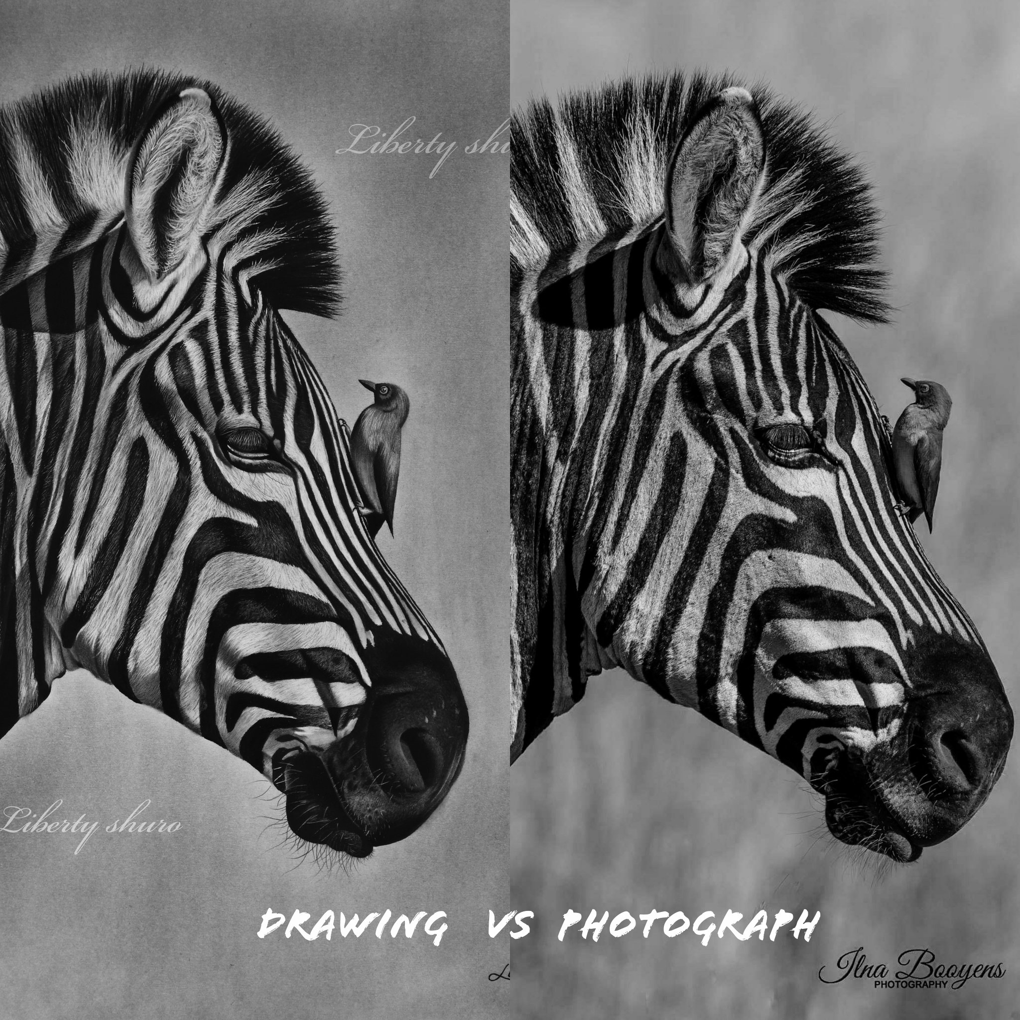 Zebra Head Pencil Drawing