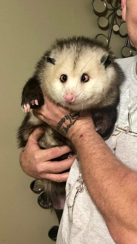 Possum Fat Back