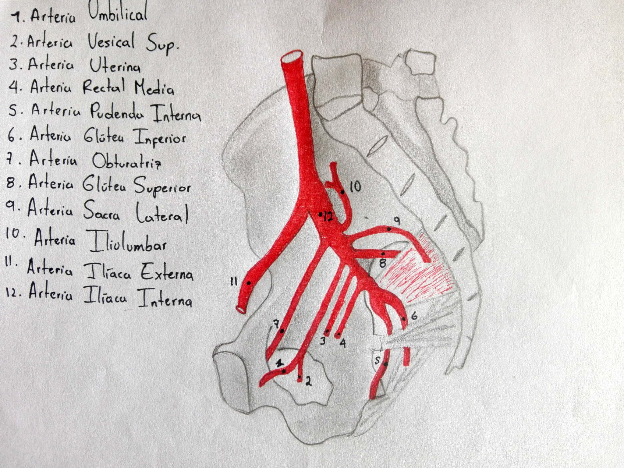Arteria Pudenda Interna