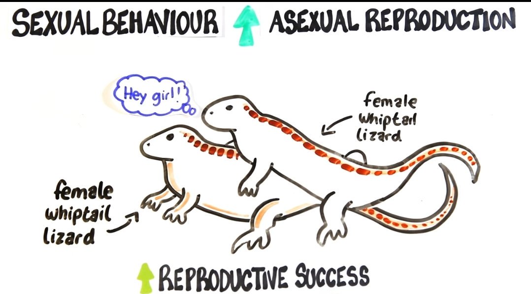 Whiptail Lizard Reproduction