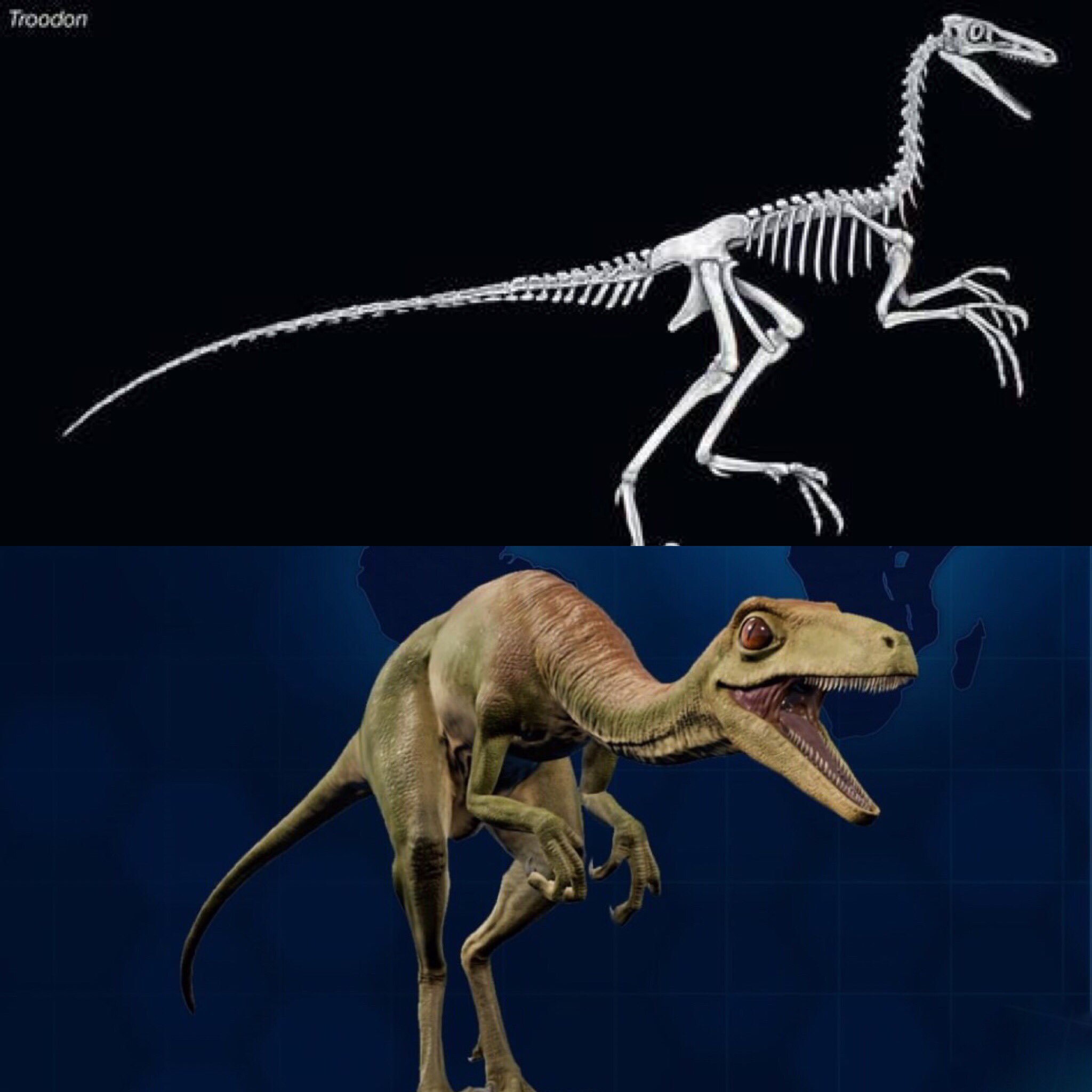 Hesperonychus Skeleton