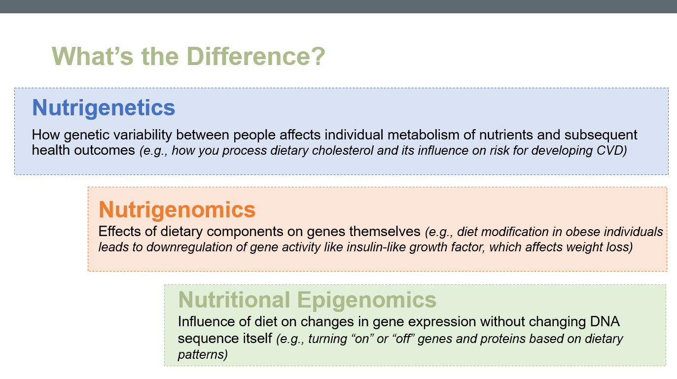 FoodMinds on Twitter: "#Nutrigenetics #Nutrigenomics #NutritionalEpigenomics https://t.co ...