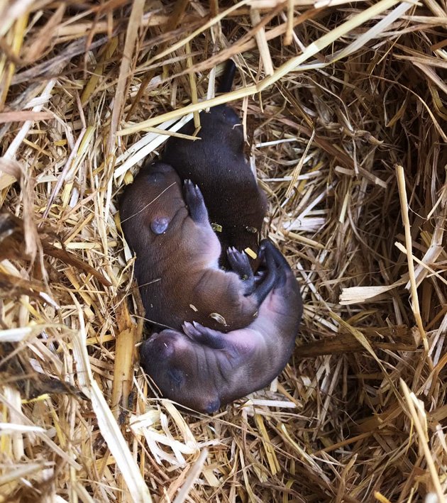 Baby Vole Nest