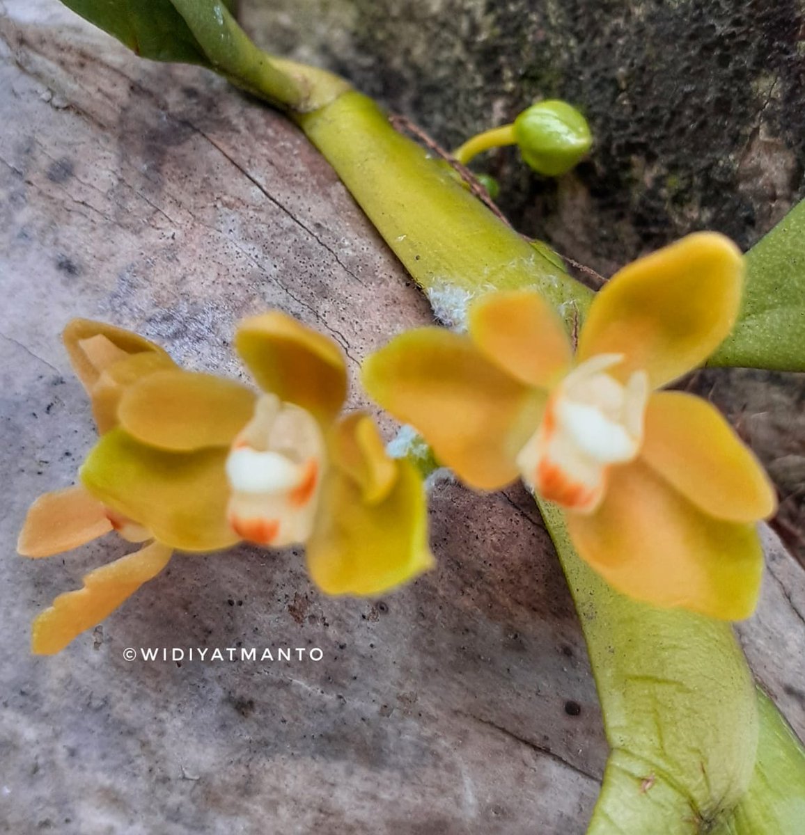 13+ Gambar Bunga Anggrek Jingga Terbaik - Informasi Seputar Tanaman Hias