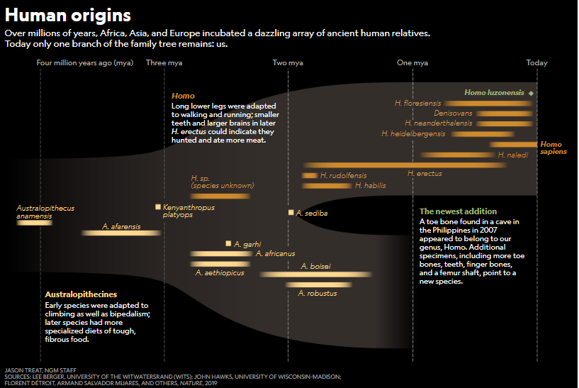 Human Evolution Chart National Geographic