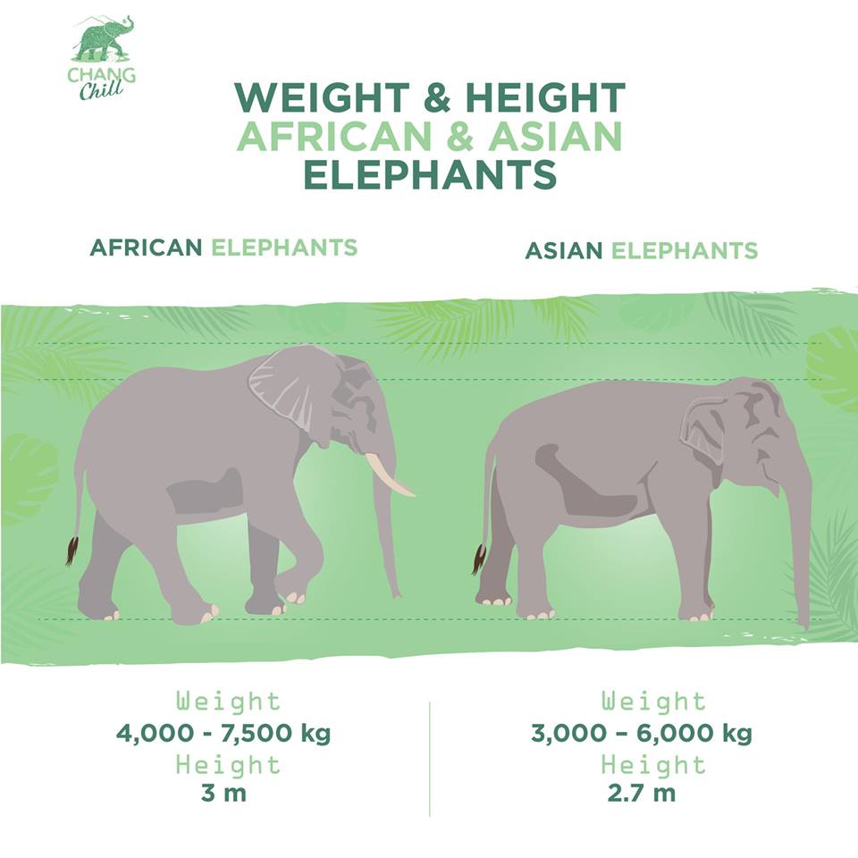 African Elephants Height