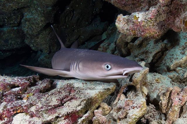 Baby Reef Shark