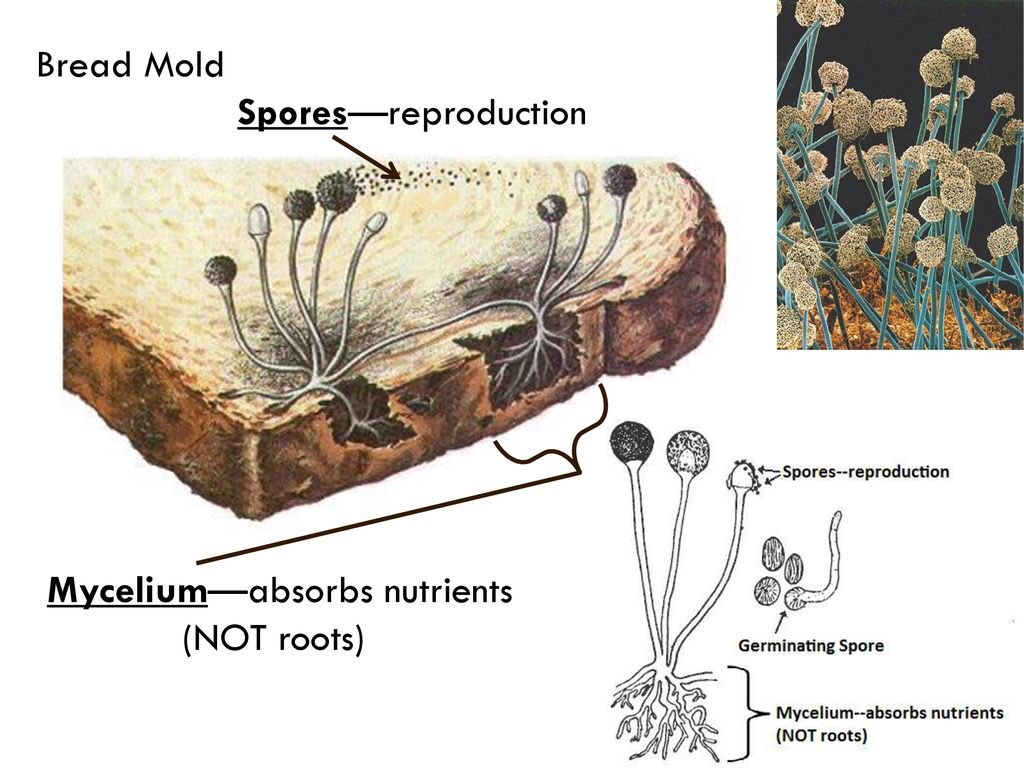 Bread Mold Diagram