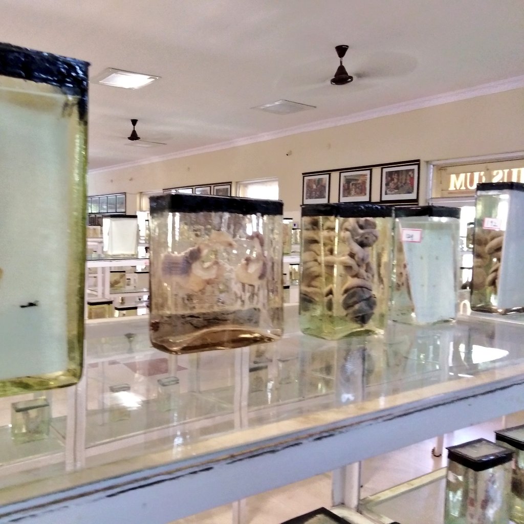 Different Animal Pathology