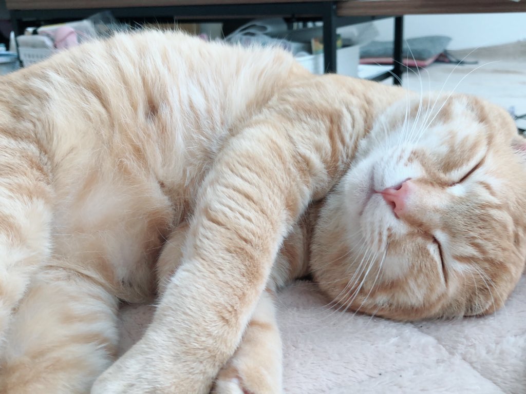 LisaMoco (@moco_lisa) | Twitter