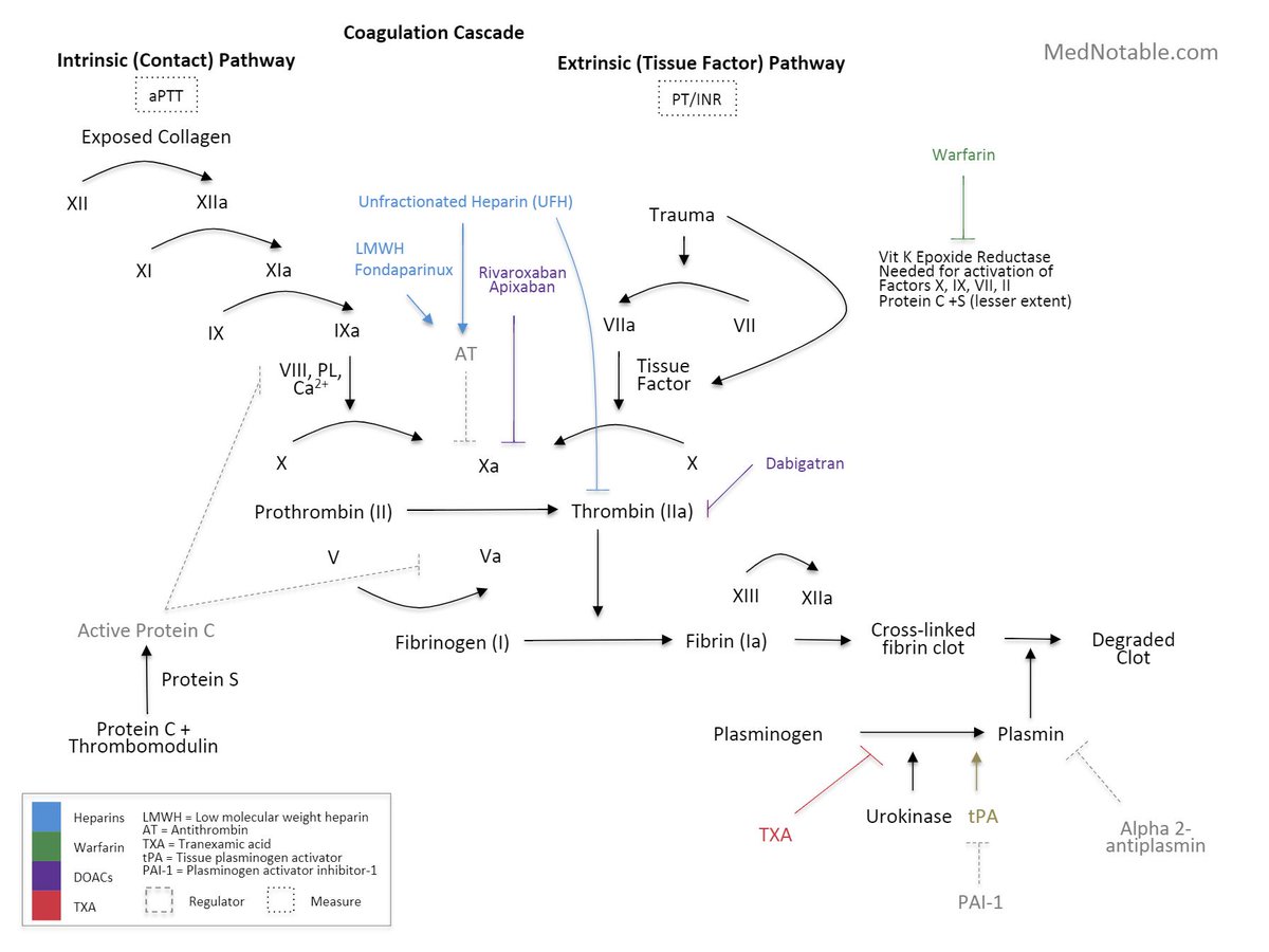Coagulation Cascade Made Easy