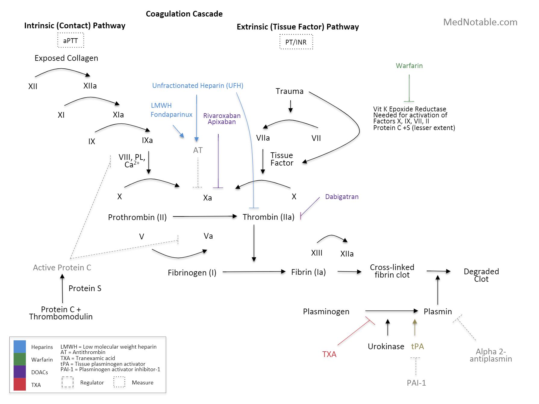 Anticoagulation Cascade