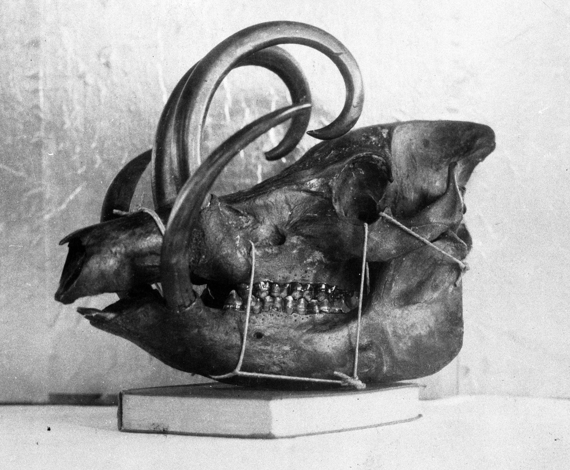 Babirusa Skull