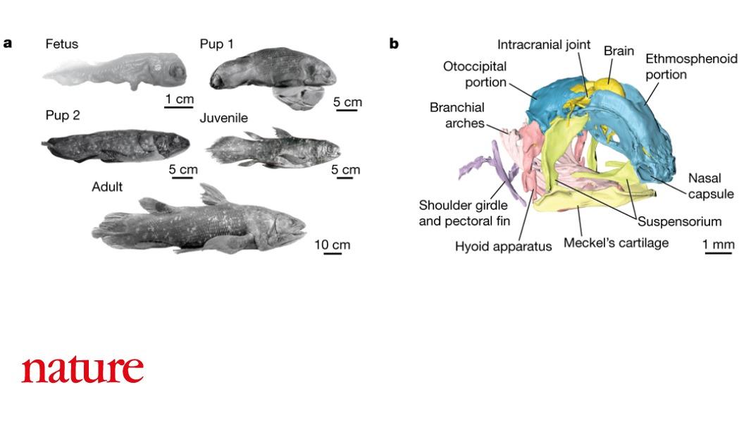 Coelacanth Evolution