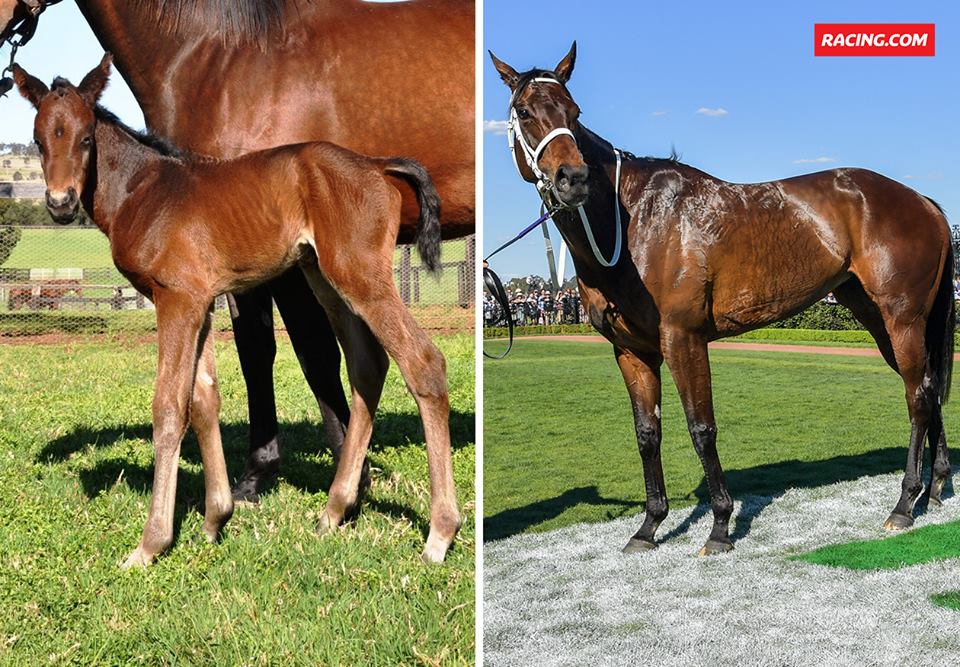 Winx, the beautiful foal that grew to be the all time greatest ...